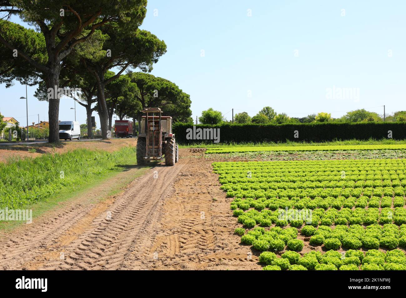 tractor with large wheels on the cultivated field for sowing and ...