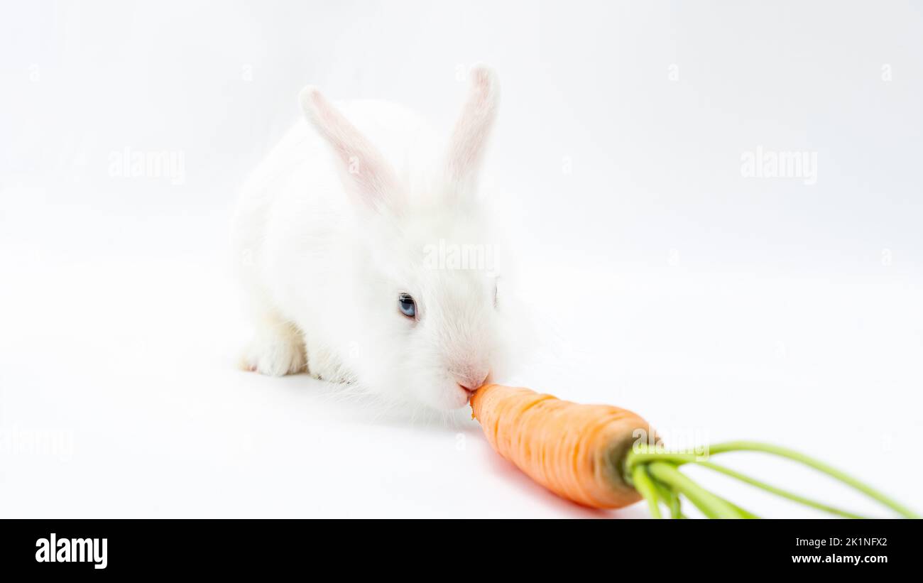 The white rabbit eats a carrot. Fluffy pygmy bunny with a carrot on a ...