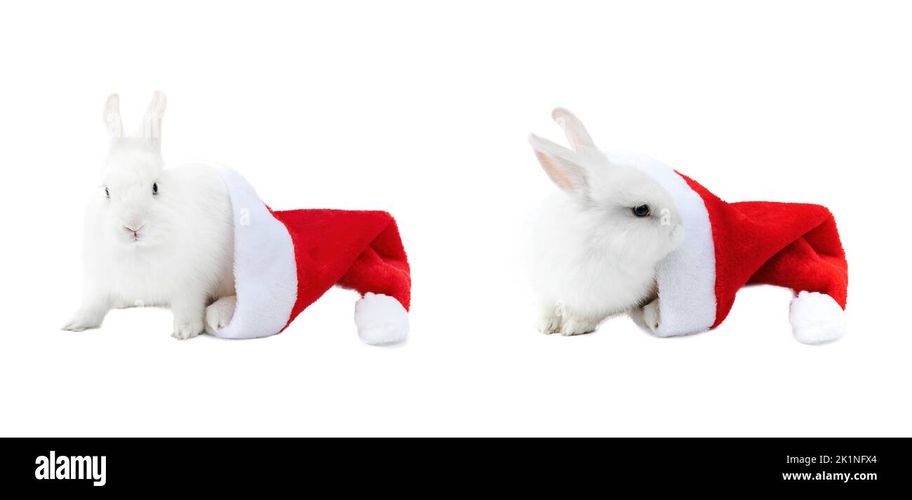 Christmas bunny set. A white funny rabbit comes out of a Santa Claus ...