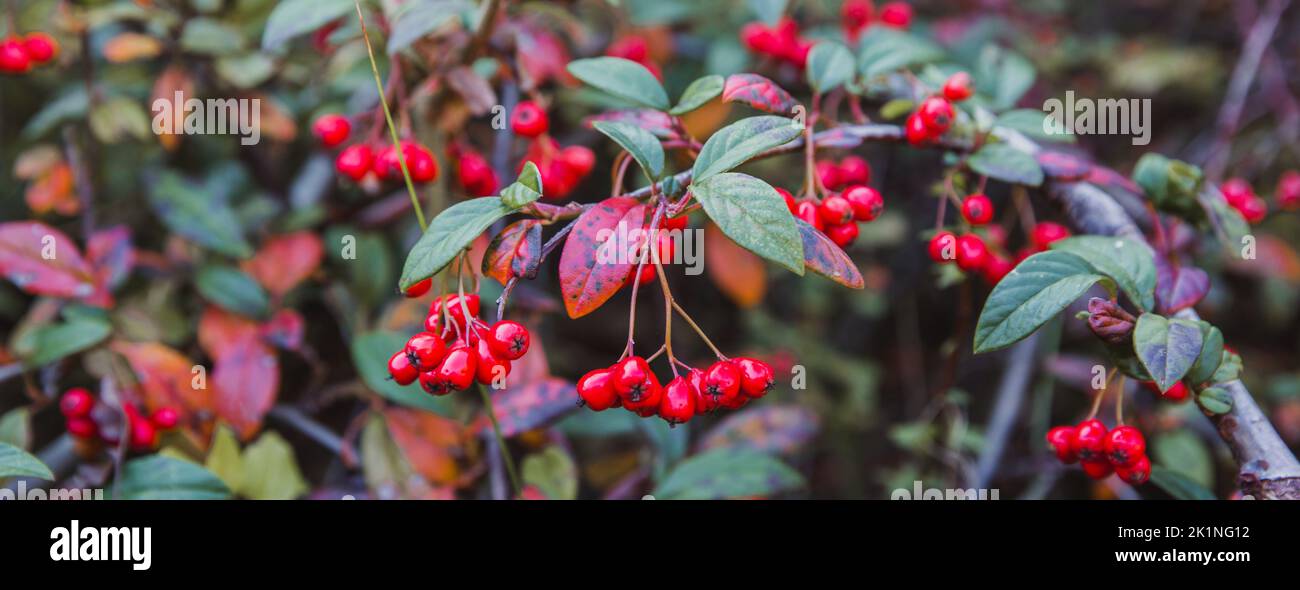 Pyracantha, bright beautiful decorative red berries on bushes, close-up ...