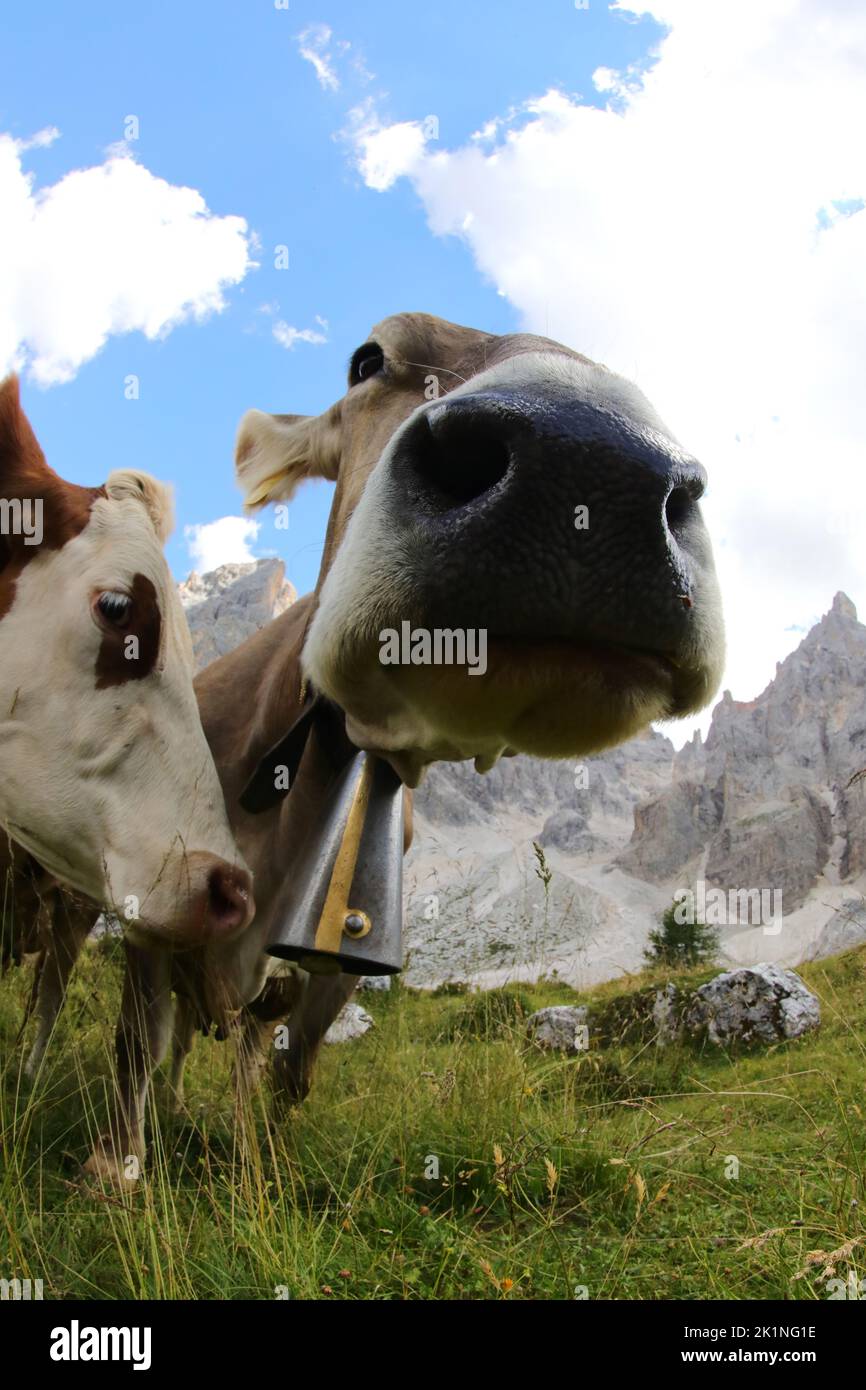 cow photographed with fisheye lens very close Stock Photo - Alamy