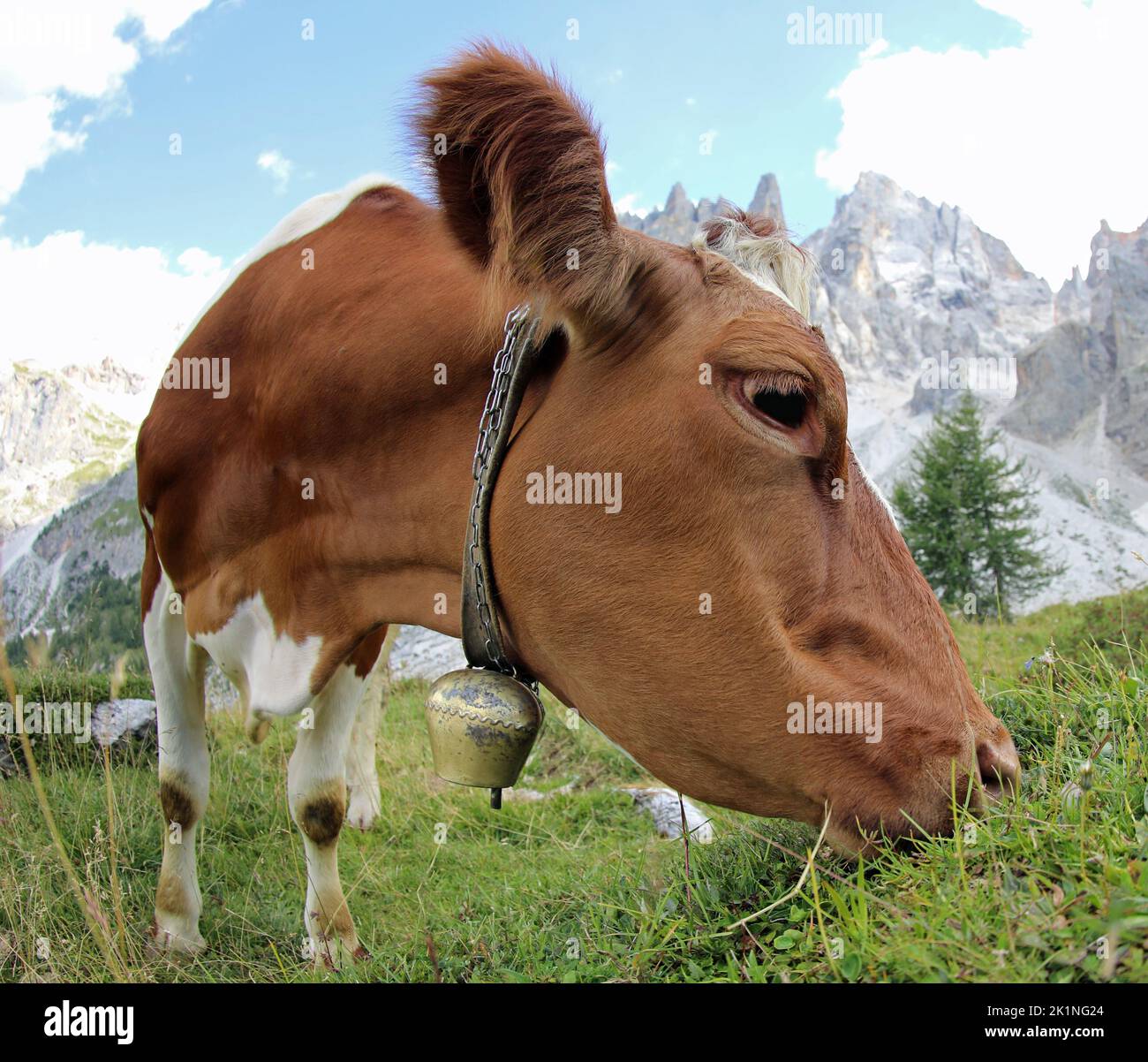 cow photographed with fisheye lens very close Stock Photo - Alamy