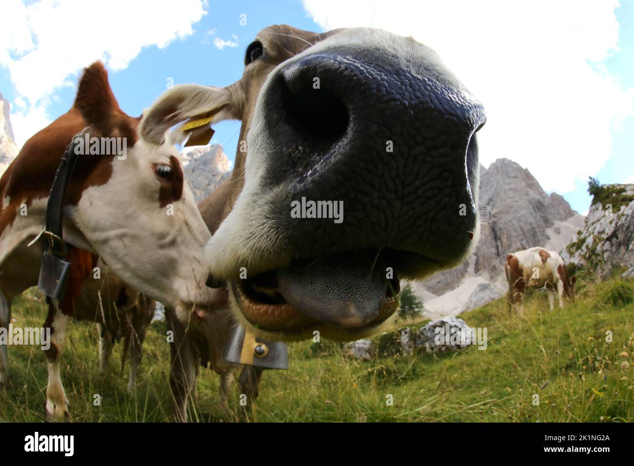 cow photographed with fisheye lens very close Stock Photo - Alamy