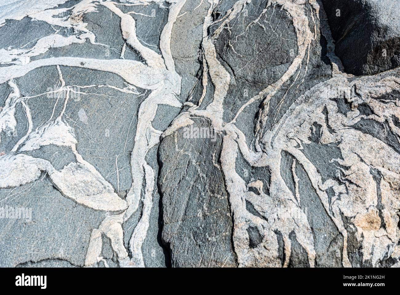 dark and light grey migmatite rock sanded down by the sea Stock Photo ...