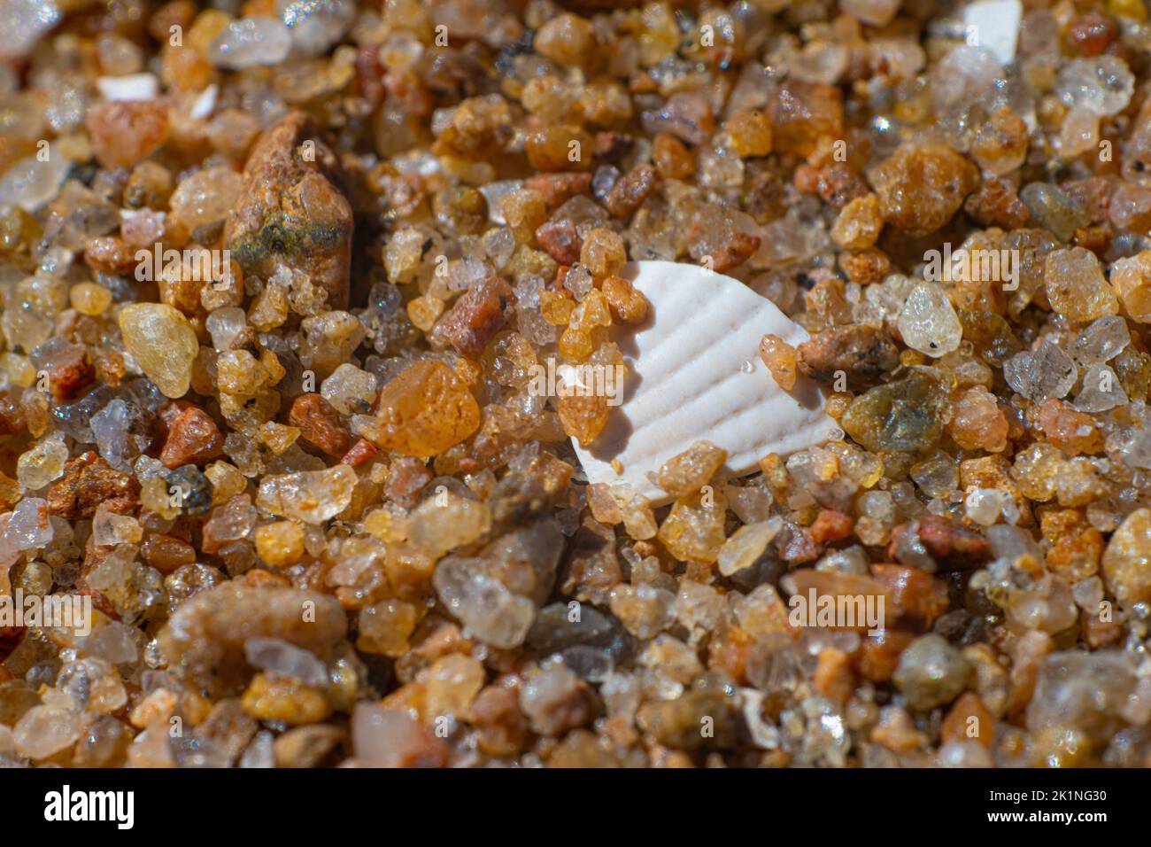 Macro photo of tiny white shell fragment partly buried in sand Stock ...