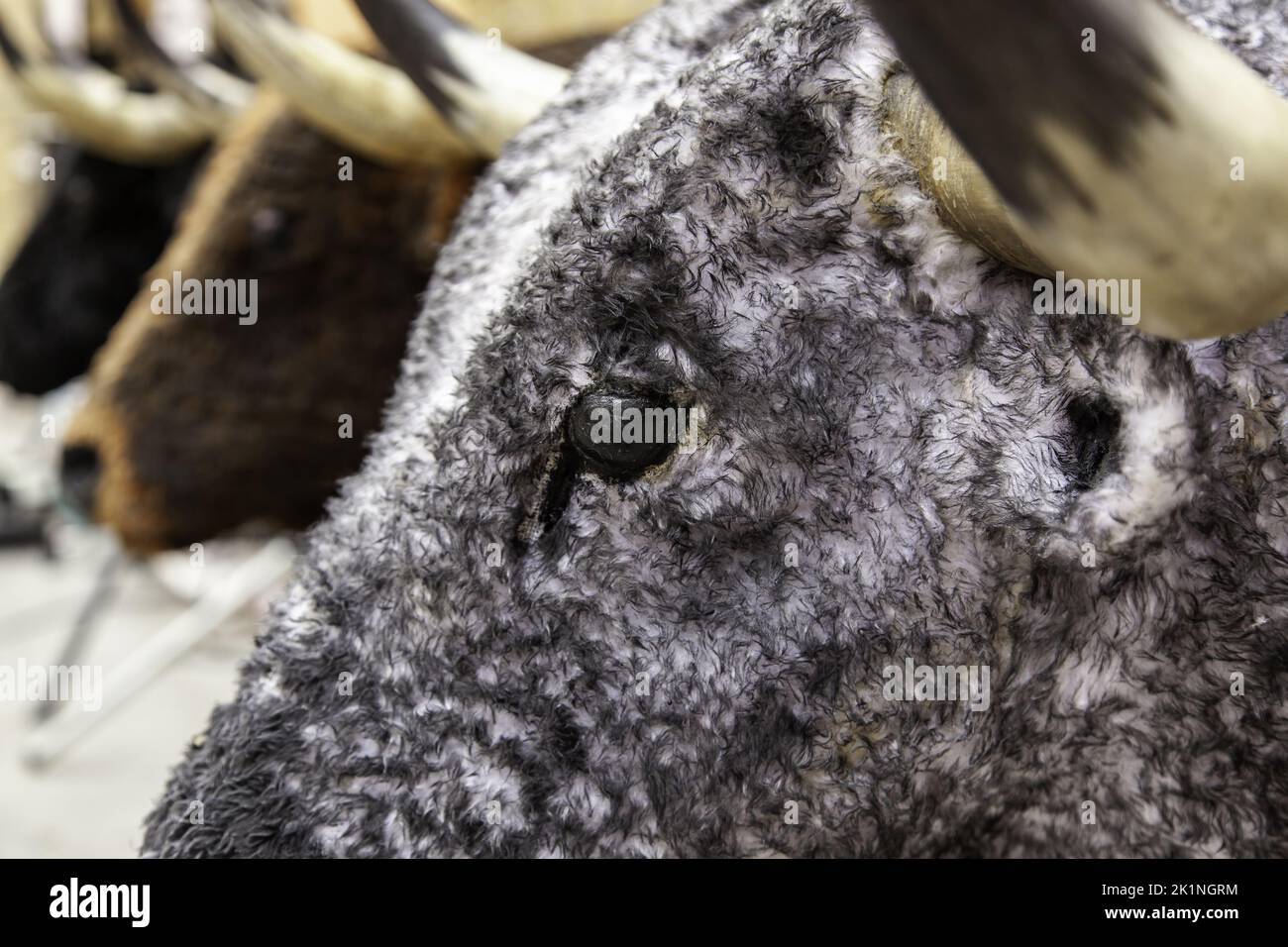 Detail of wild and dangerous animal, Spanish tradition Stock Photo - Alamy