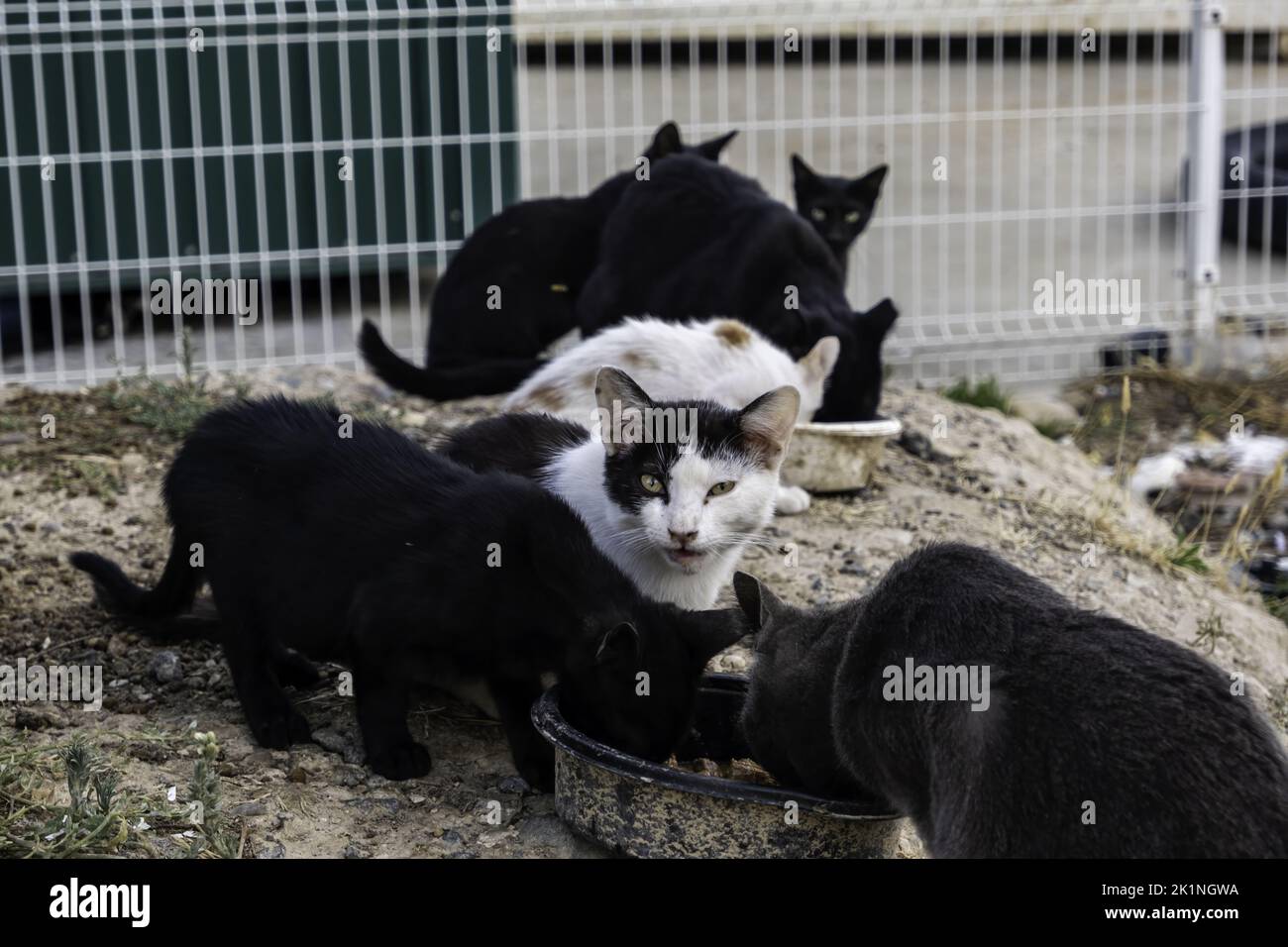 Abandoned street cats, stray animals, pets Stock Photo - Alamy