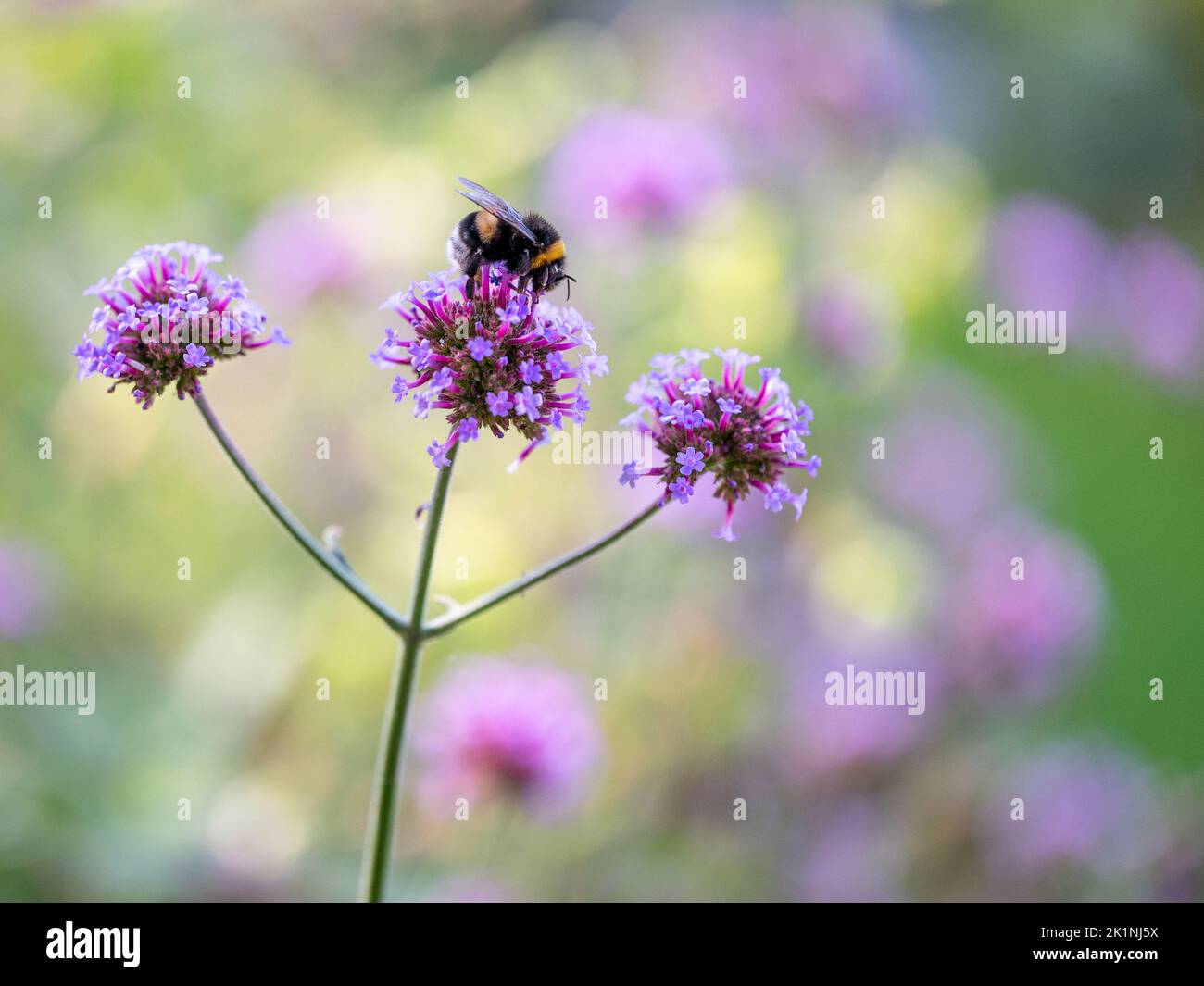 Bumble bee on a Verbena in Carl Johans Park during September 2022 in ...