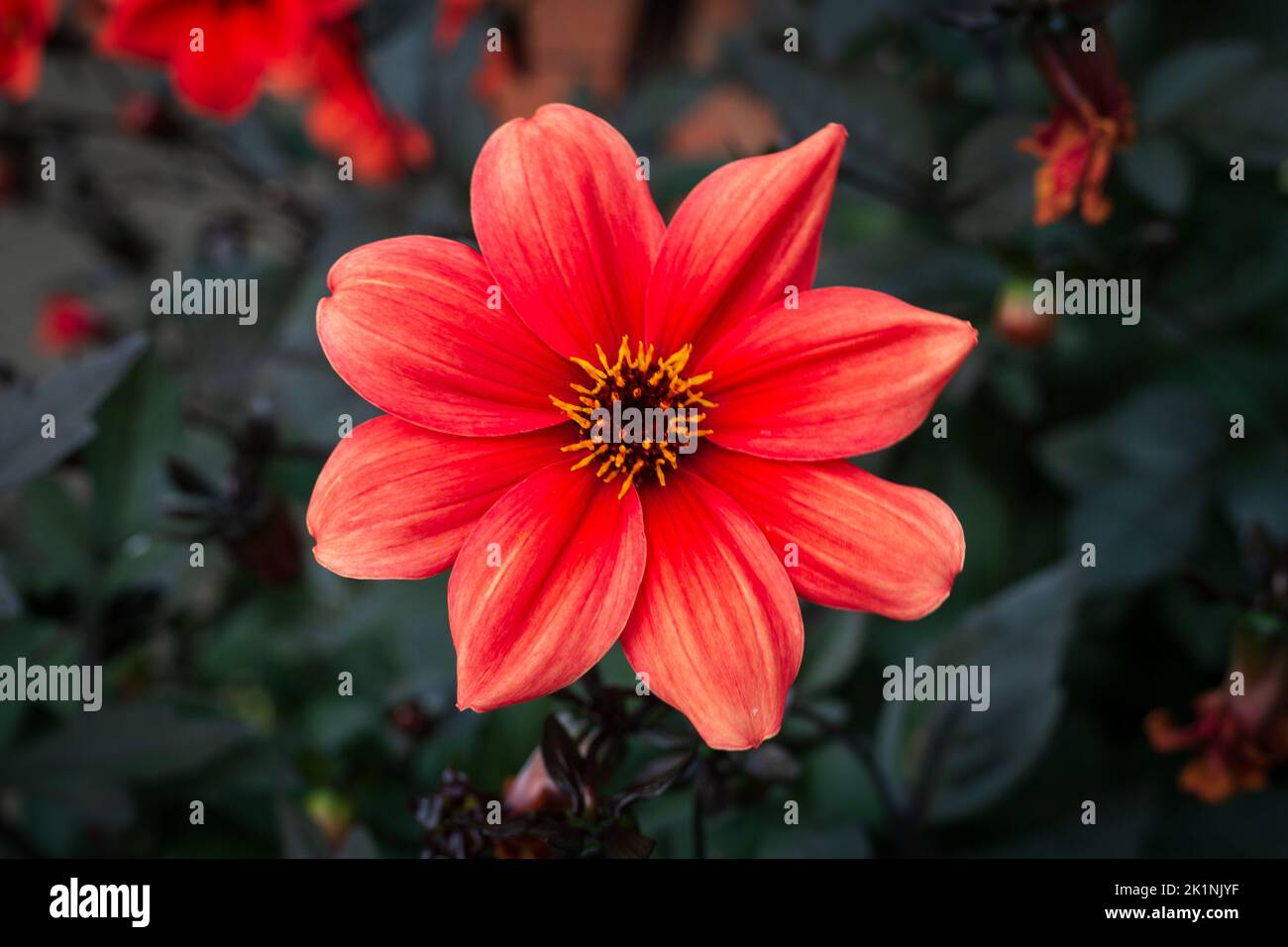 Red flowers growing in the garden Stock Photo - Alamy