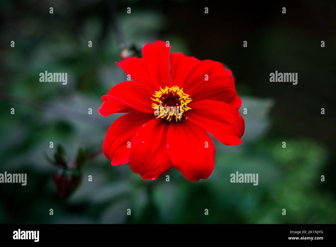 Red flowers growing in the garden Stock Photo - Alamy