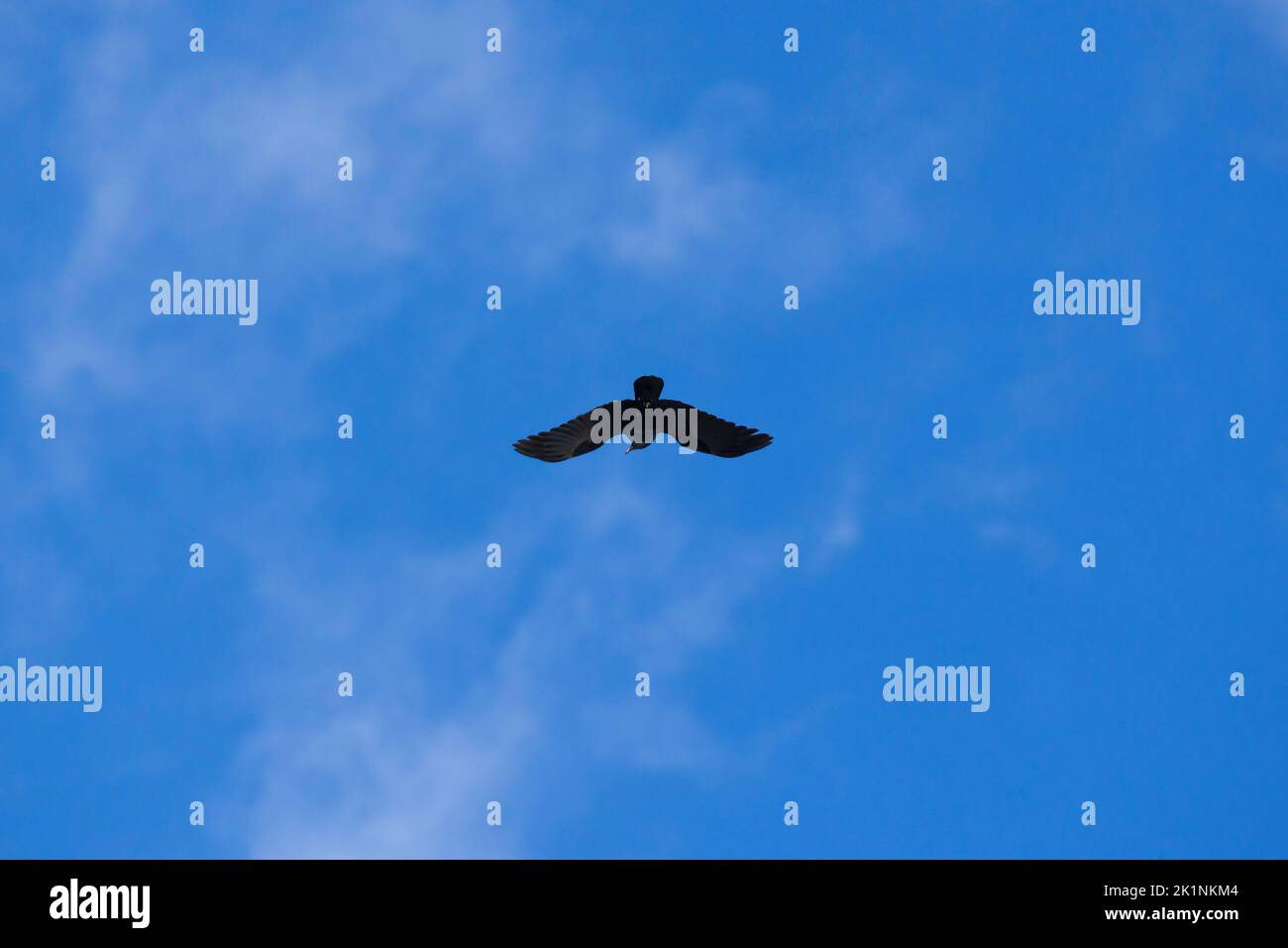 Crow flying in the clear sky Stock Photo - Alamy