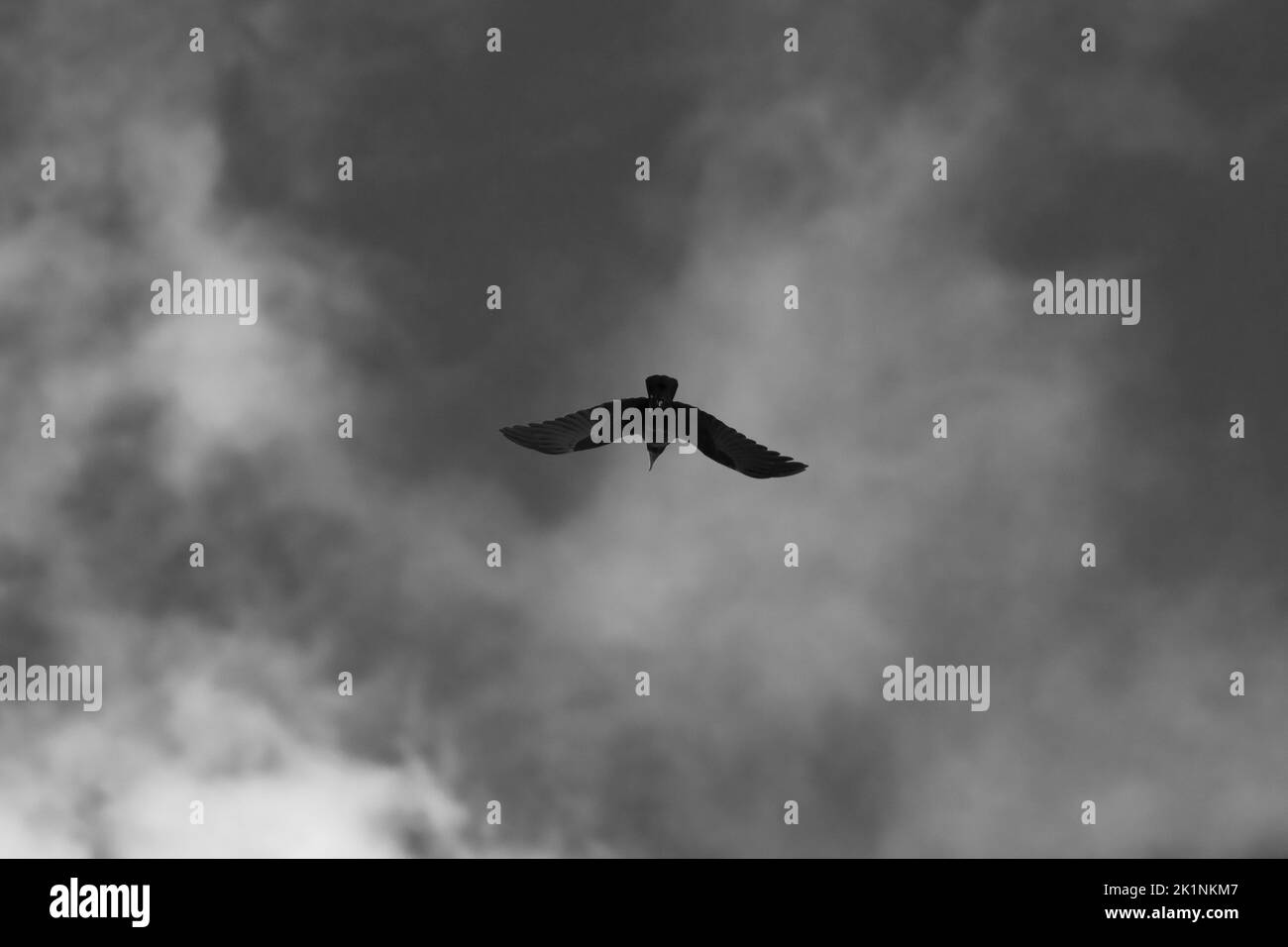 Crow flying - monochrome Stock Photo - Alamy