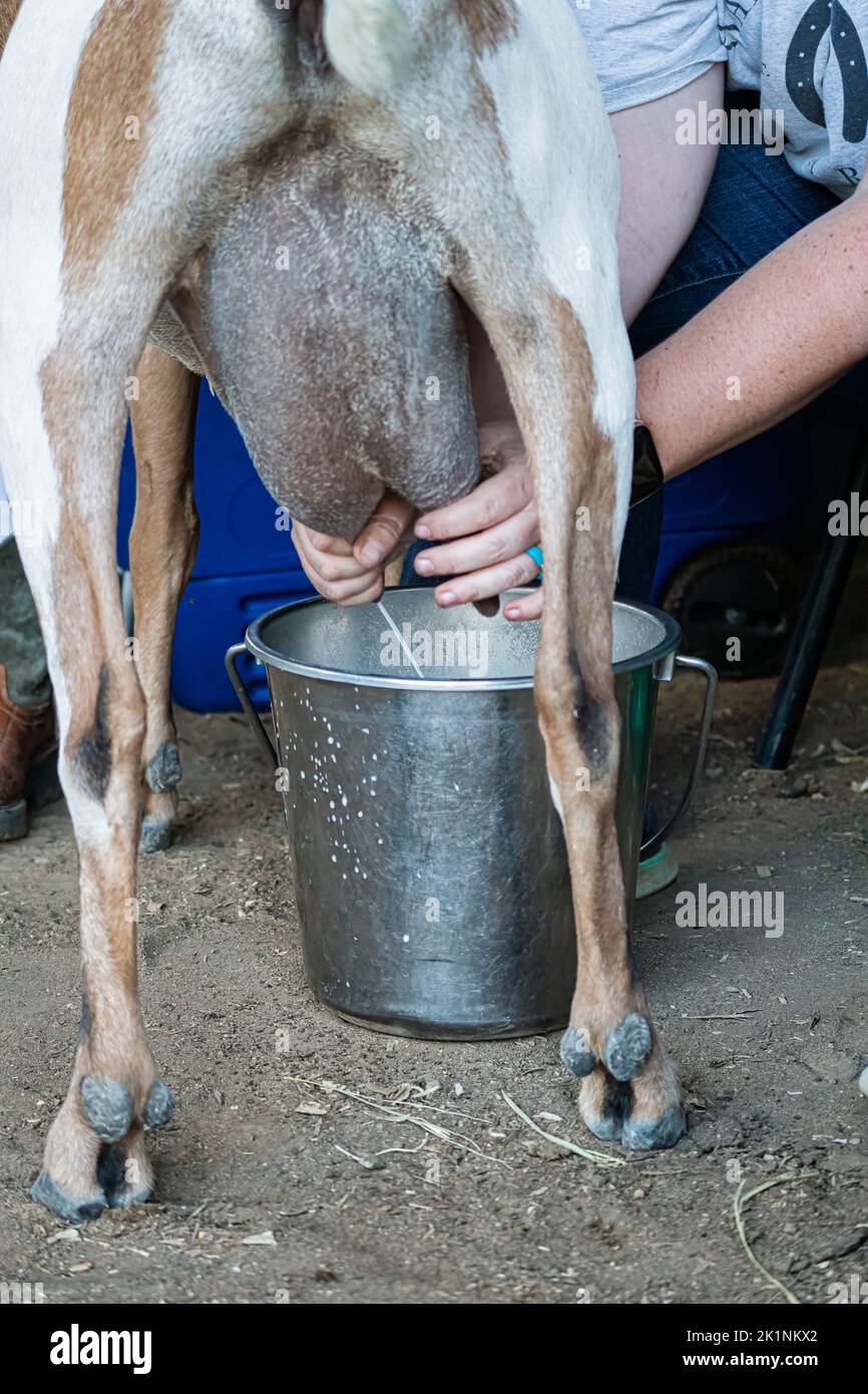 Milking girl hi-res stock photography and images - Alamy