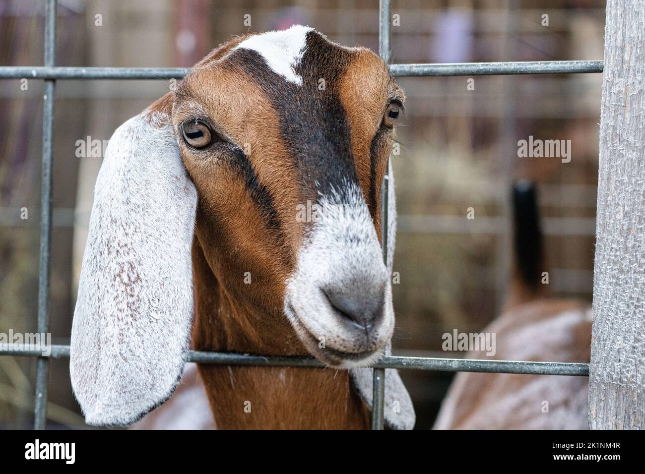 Portrait of a cute goat close-up at the county fair Stock Photo - Alamy