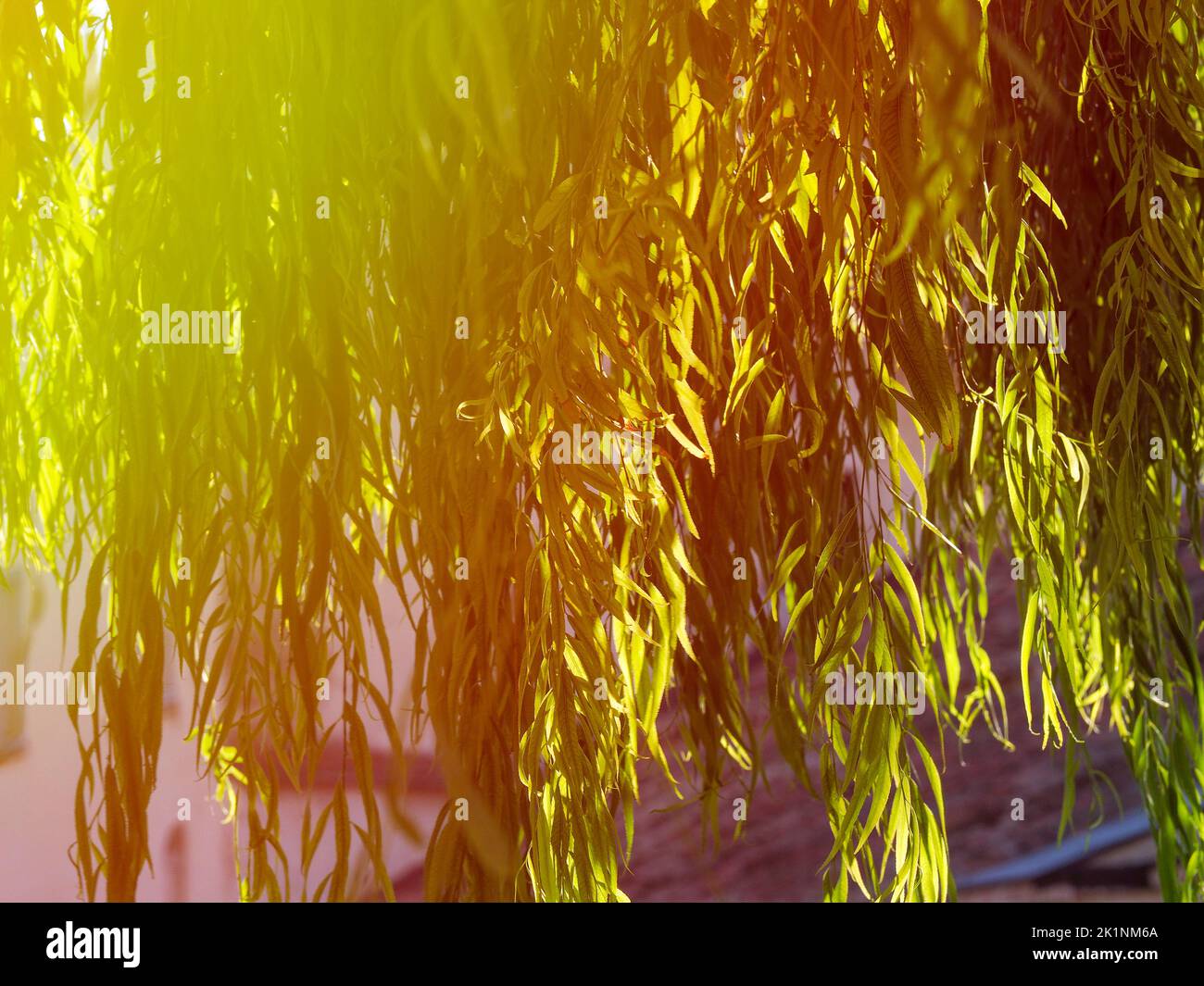 willow tree at dusk on a sunny autumn evening with sunshine Stock Photo ...