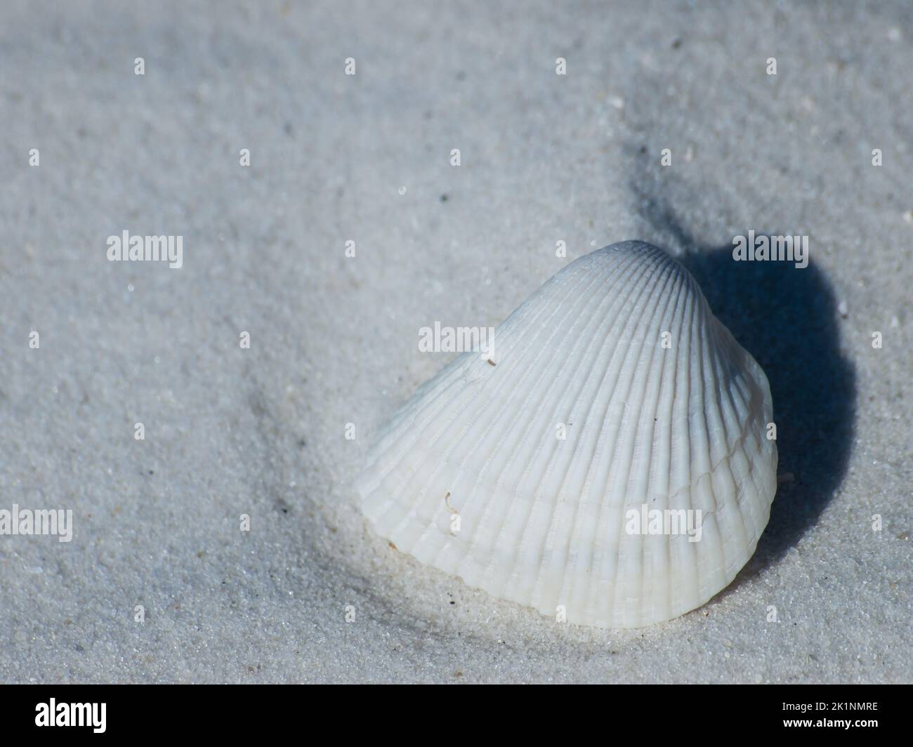 Jingle shell hi-res stock photography and images - Alamy