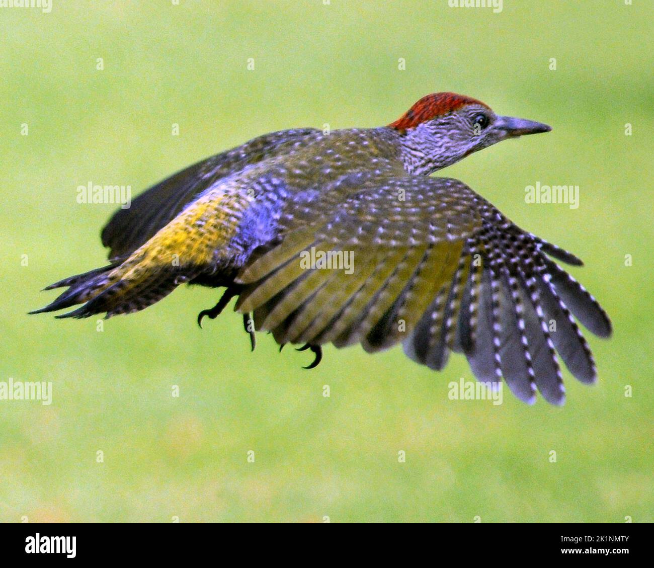 october 2014 Green woodpecker on a golf course at Denmead, Hampshire ...