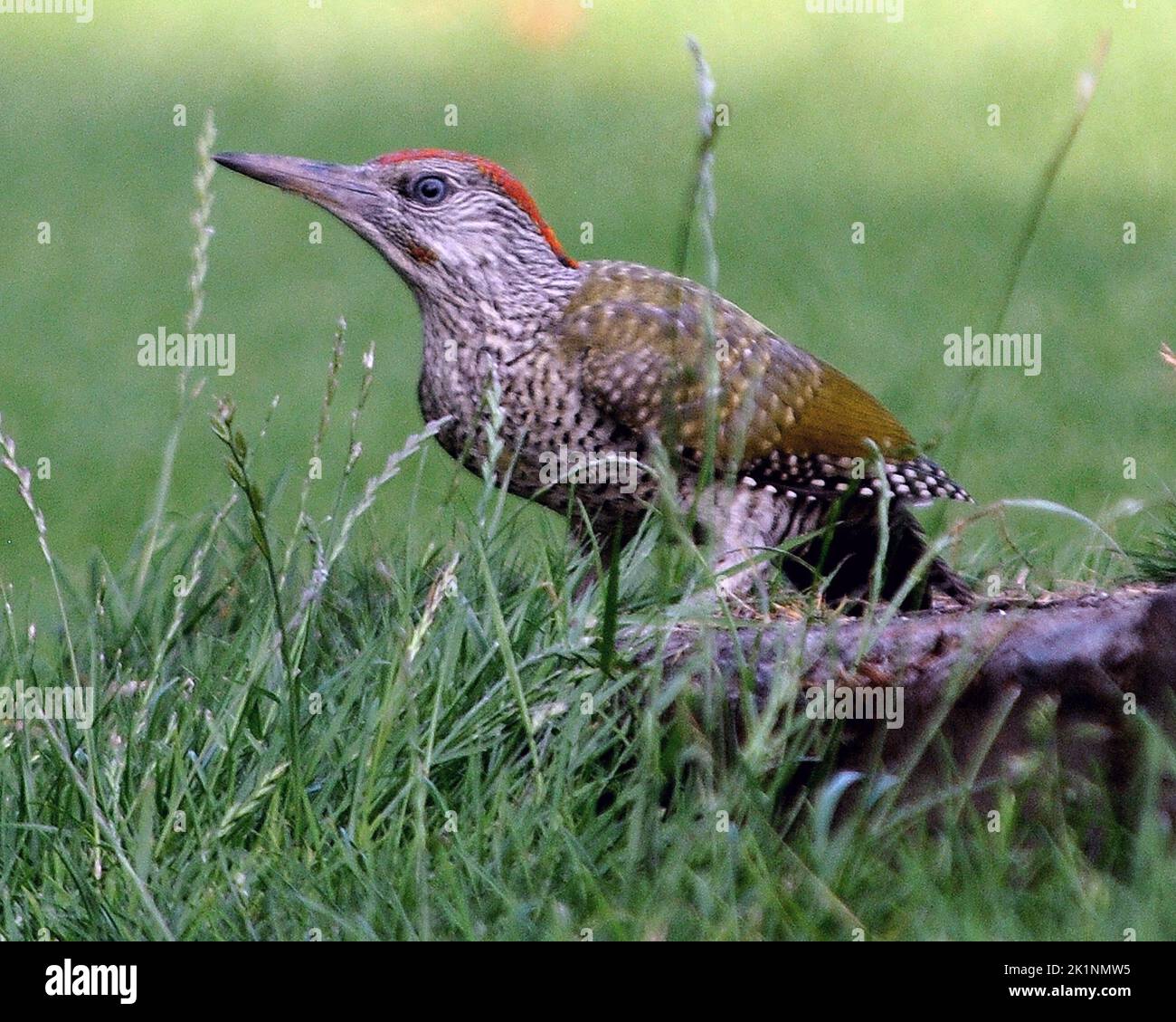october 2014 Green woodpecker on a golf course at Denmead, Hampshire ...