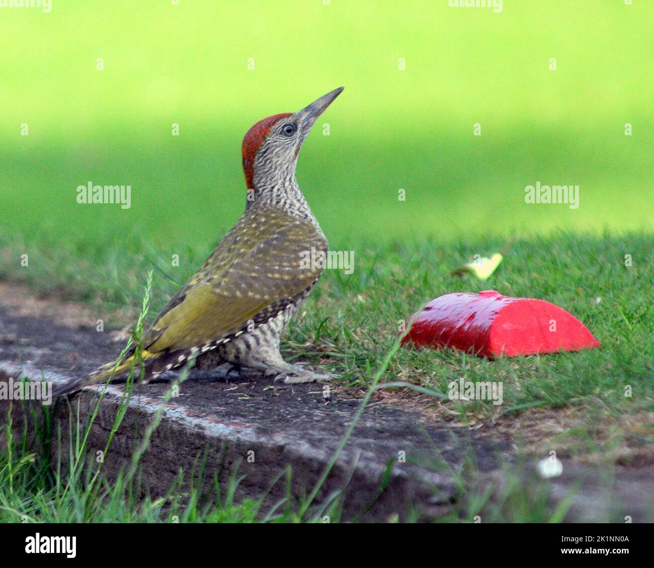 october 2014 Green woodpecker on a golf course at Denmead, Hampshire ...