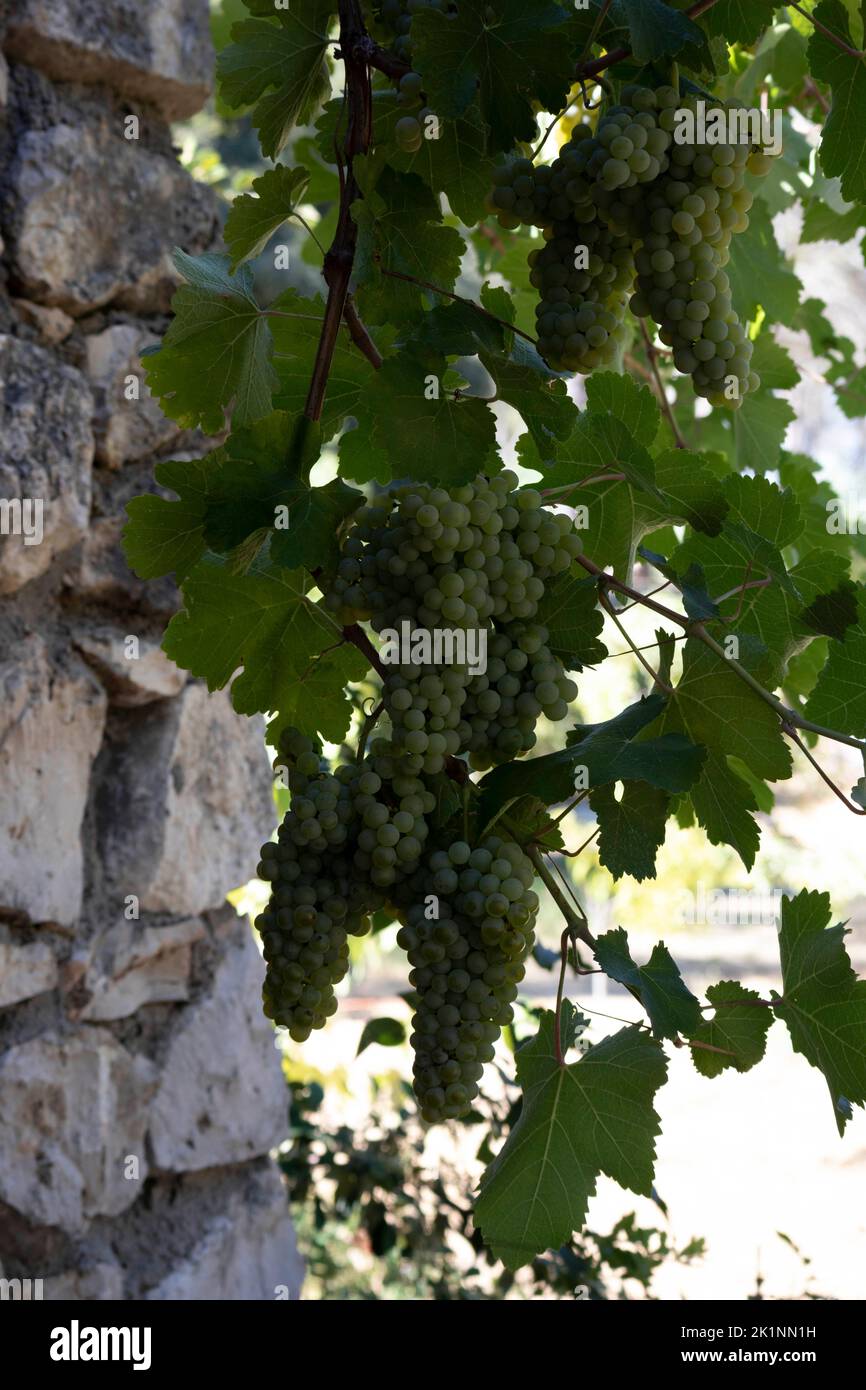grapes hanging from the vine in a real rural scene Stock Photo - Alamy