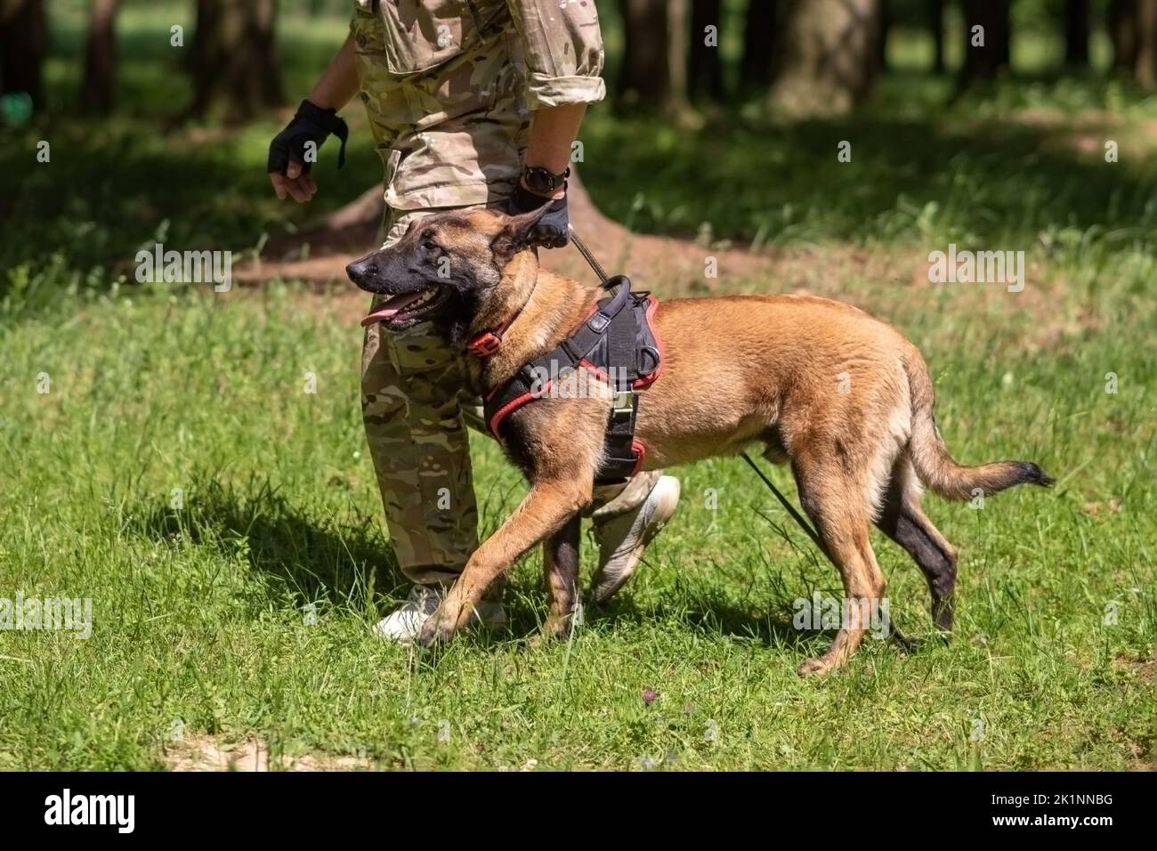 Belgian malinois army dog hi-res stock photography and images - Alamy