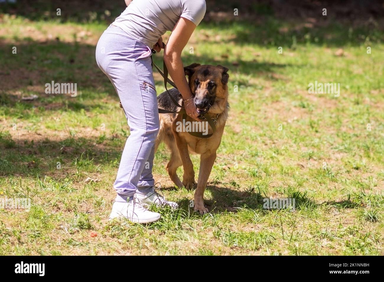 A cowardly German Shepherd dog training. High quality photo Stock Photo ...