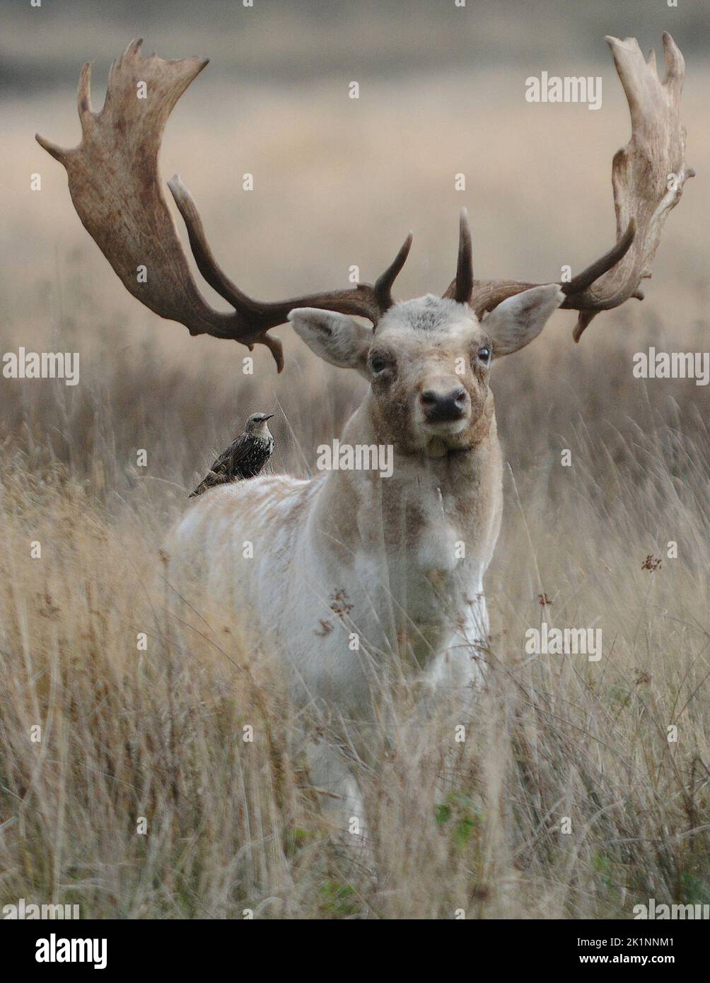 Full set of horns hi-res stock photography and images - Alamy