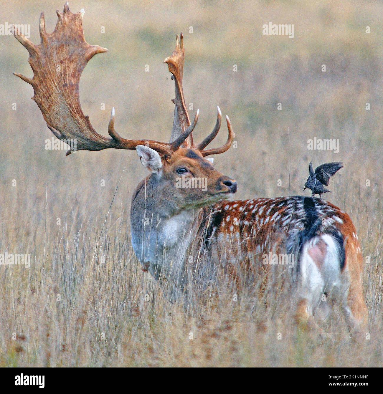 STARLING AND FALLOW DEER STAG, PETWORTH PARK, WEST SUSSEX. PIC MIKE ...