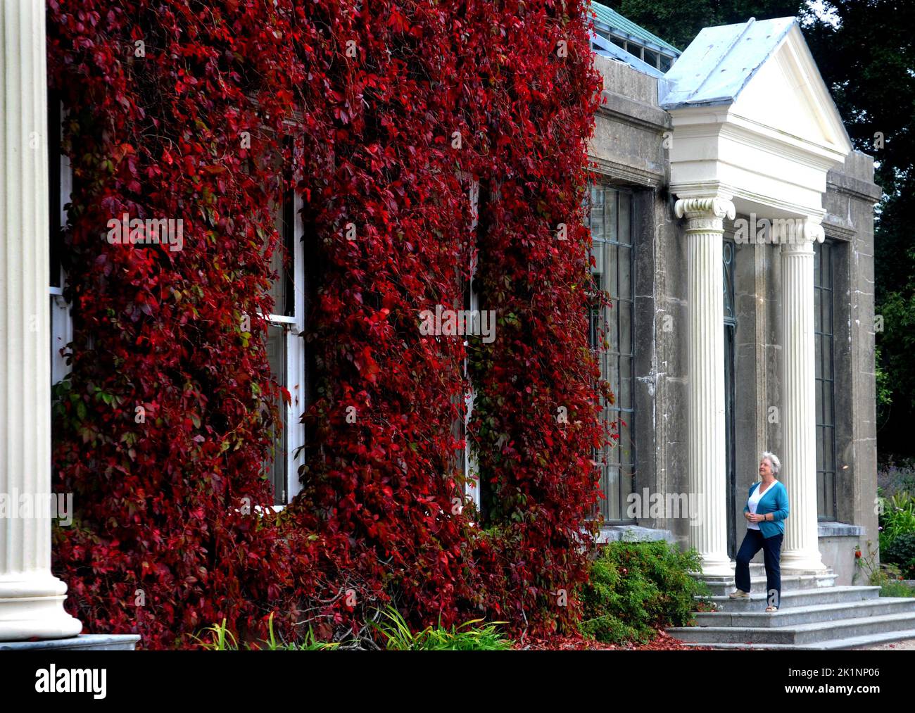 A magnificent Virginia Creeper covers the wall of Trelissick House near ...