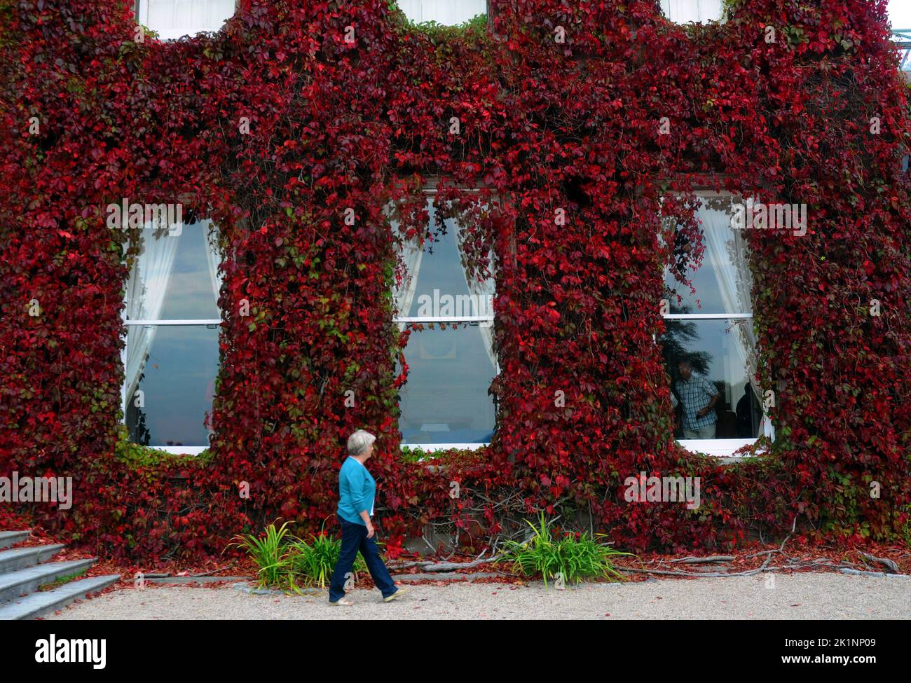 A magnificent Virginia Creeper covers the wall of Trelissick House near ...