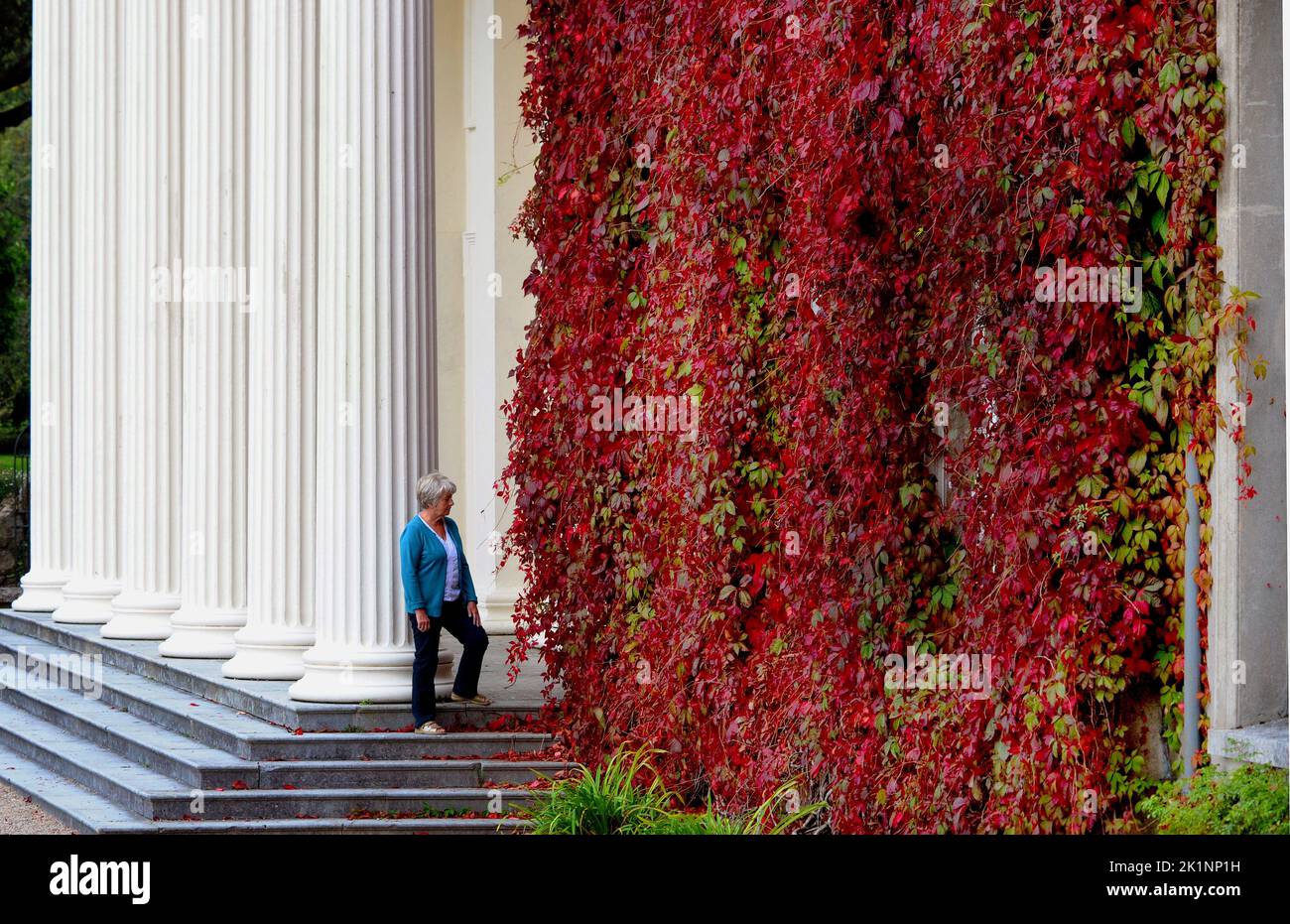 A magnificent Virginia Creeper covers the wall of Trelissick House near ...