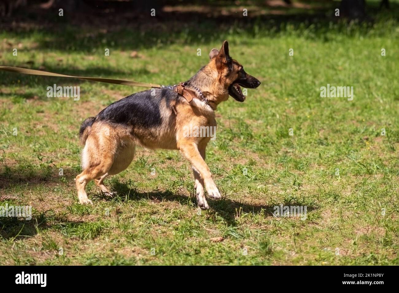 A cowardly German Shepherd in aggression training, with a cynologist ...