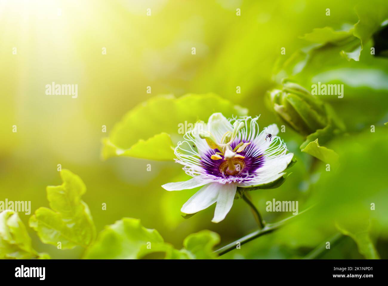 Passionfruit flower. Passion fruit blossom. Tropical plants. Fruit tree ...
