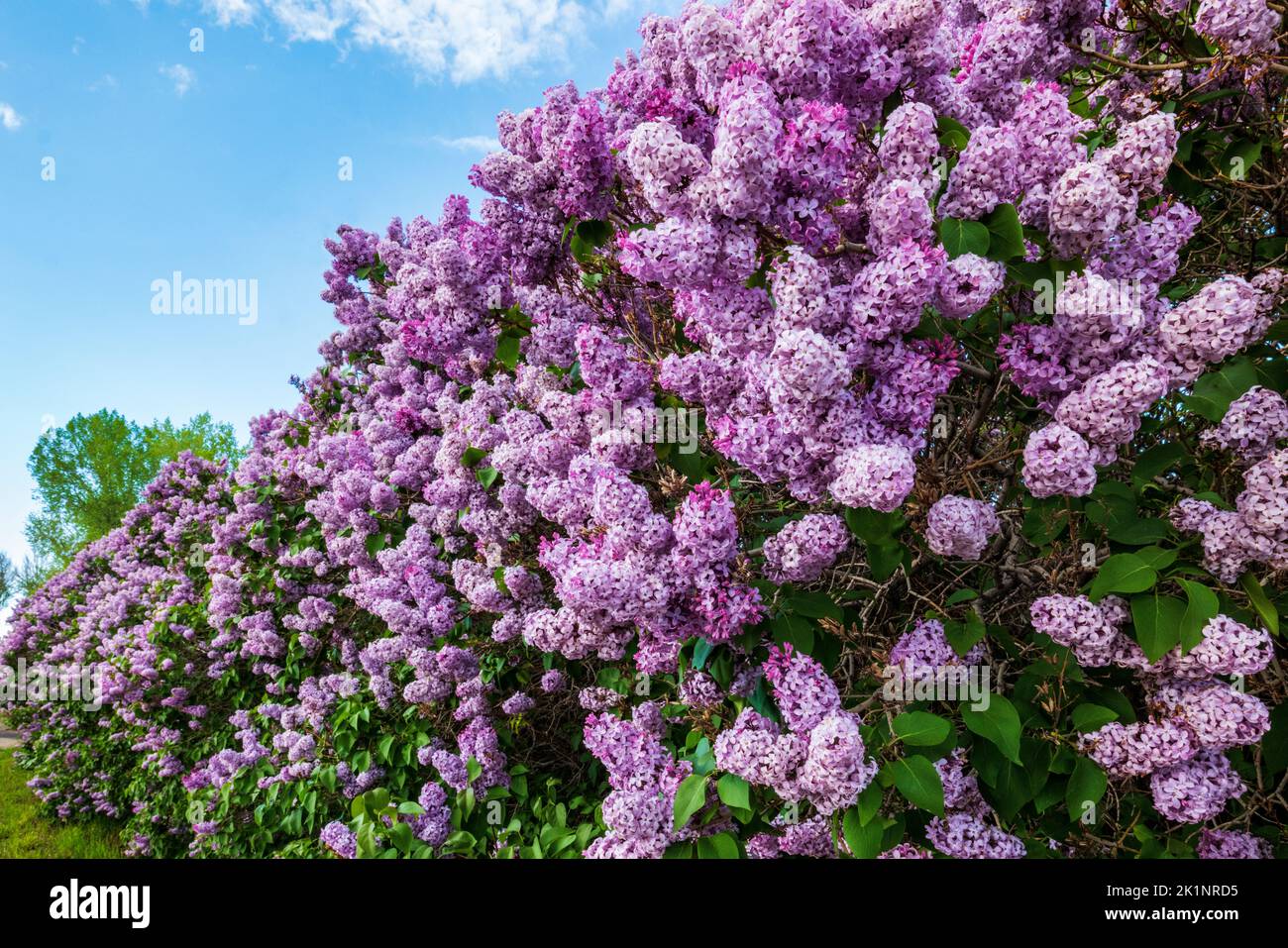 Lilac bushes in full summer bloom; Buffalo; Wyoming; USA Stock Photo ...