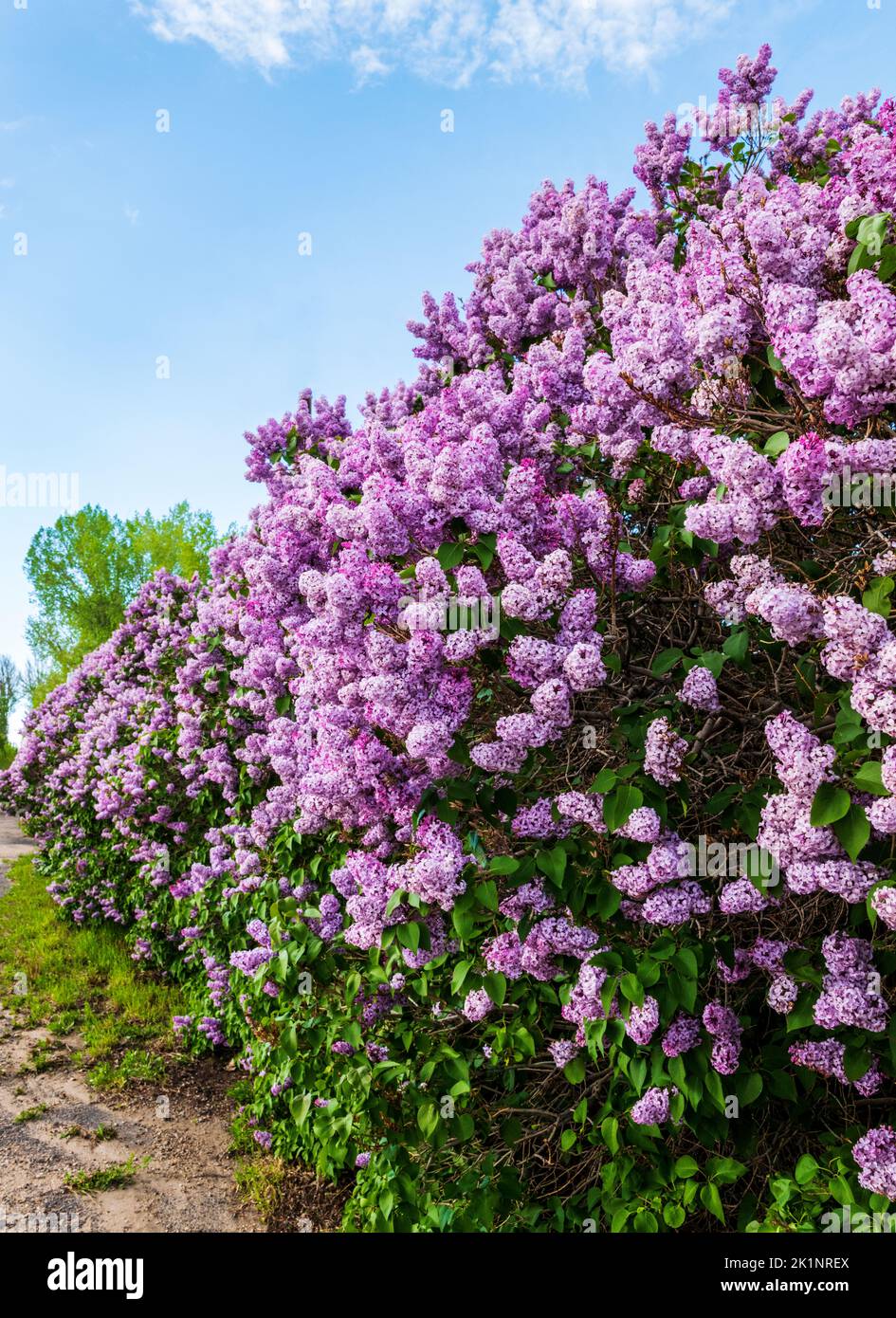 Lilac bushes in full summer bloom; Buffalo; Wyoming; USA Stock Photo ...