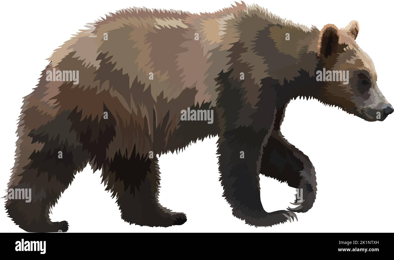 Big brown bear, realistic vector illustration.Wild animal Stock Vector Image & Art - Alamy