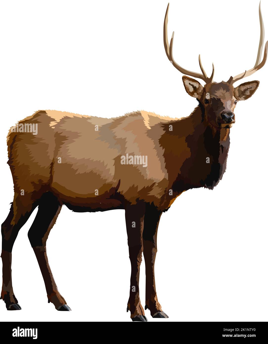 Realistic deer hi-res stock photography and images - Alamy