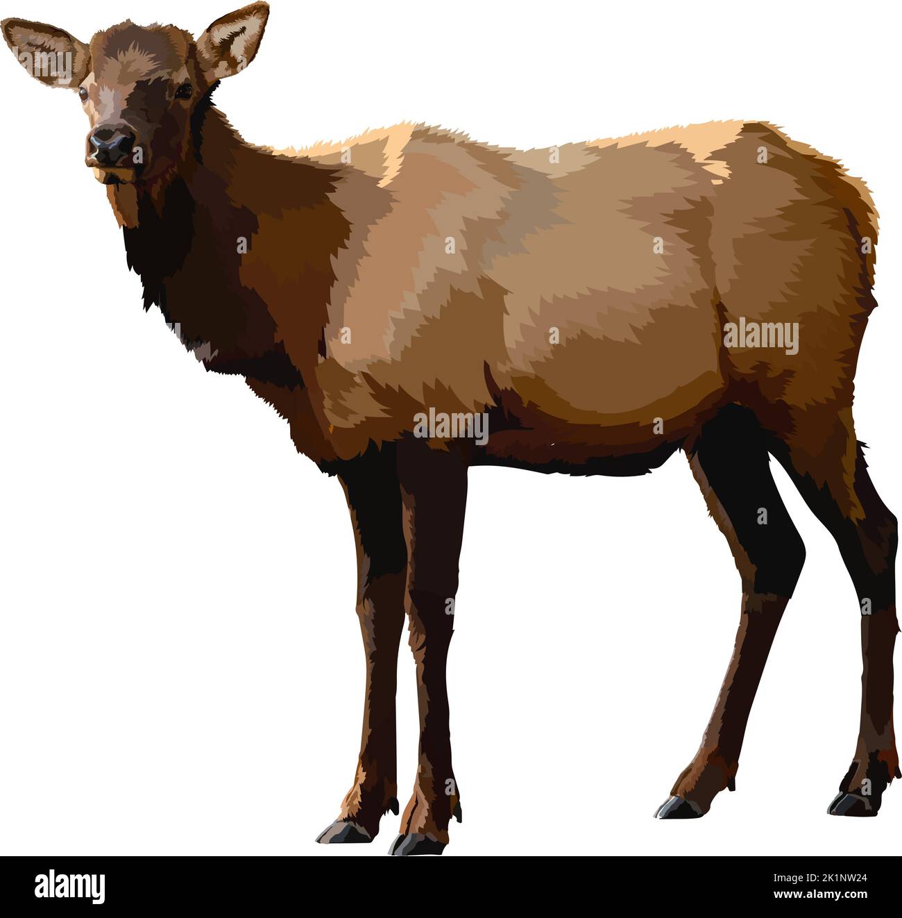 Deer realistic icon vector illustration wild animal Stock Vector Image & Art - Alamy