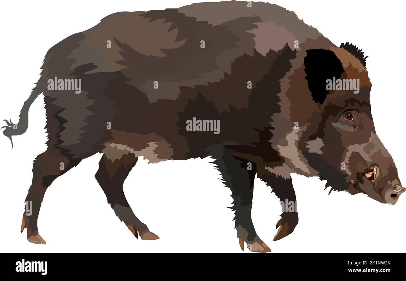 Boar realistic colored drawing vector illustration.Wild animal Stock ...