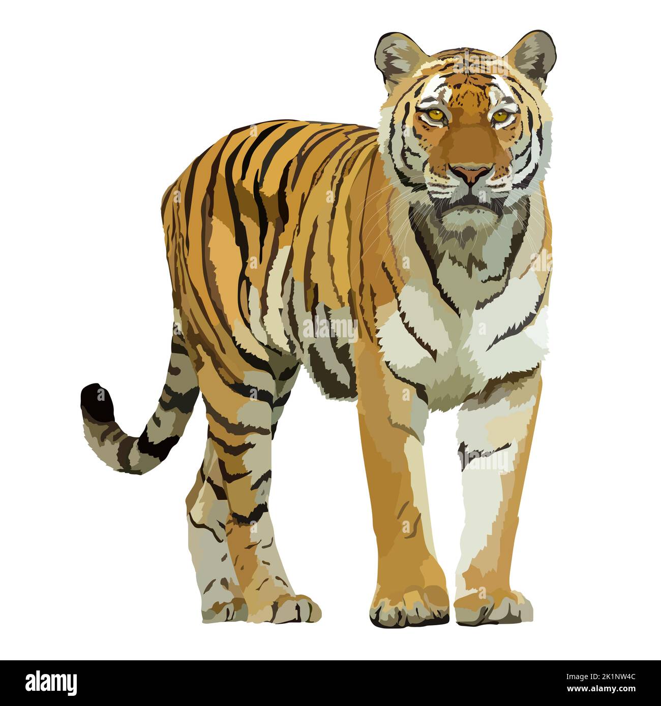 Indian tiger illustration hi-res stock photography and images - Alamy