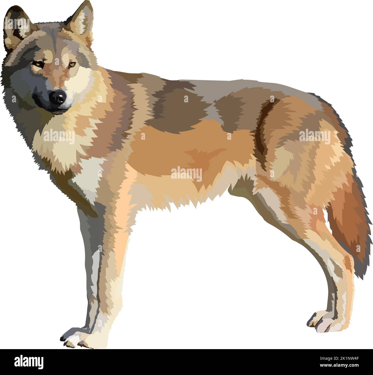 Wolf realistic icon vector illustration. Wild animal Stock Vector Image & Art - Alamy