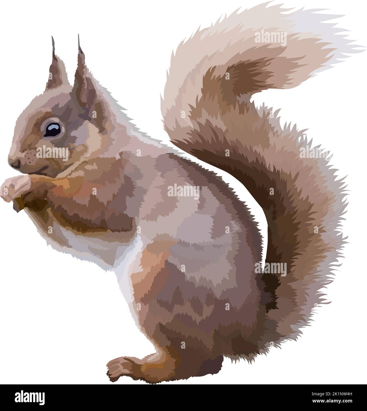 Squirrel watercolor realistic Stock Vector Images - Alamy
