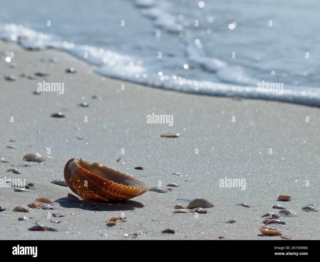Jingle shell hi-res stock photography and images - Alamy