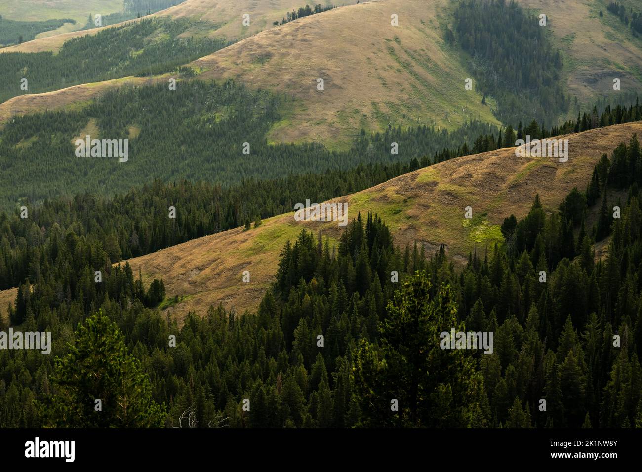Bison Climbing One of Many Hills Along Specimen Ridge Trail in ...