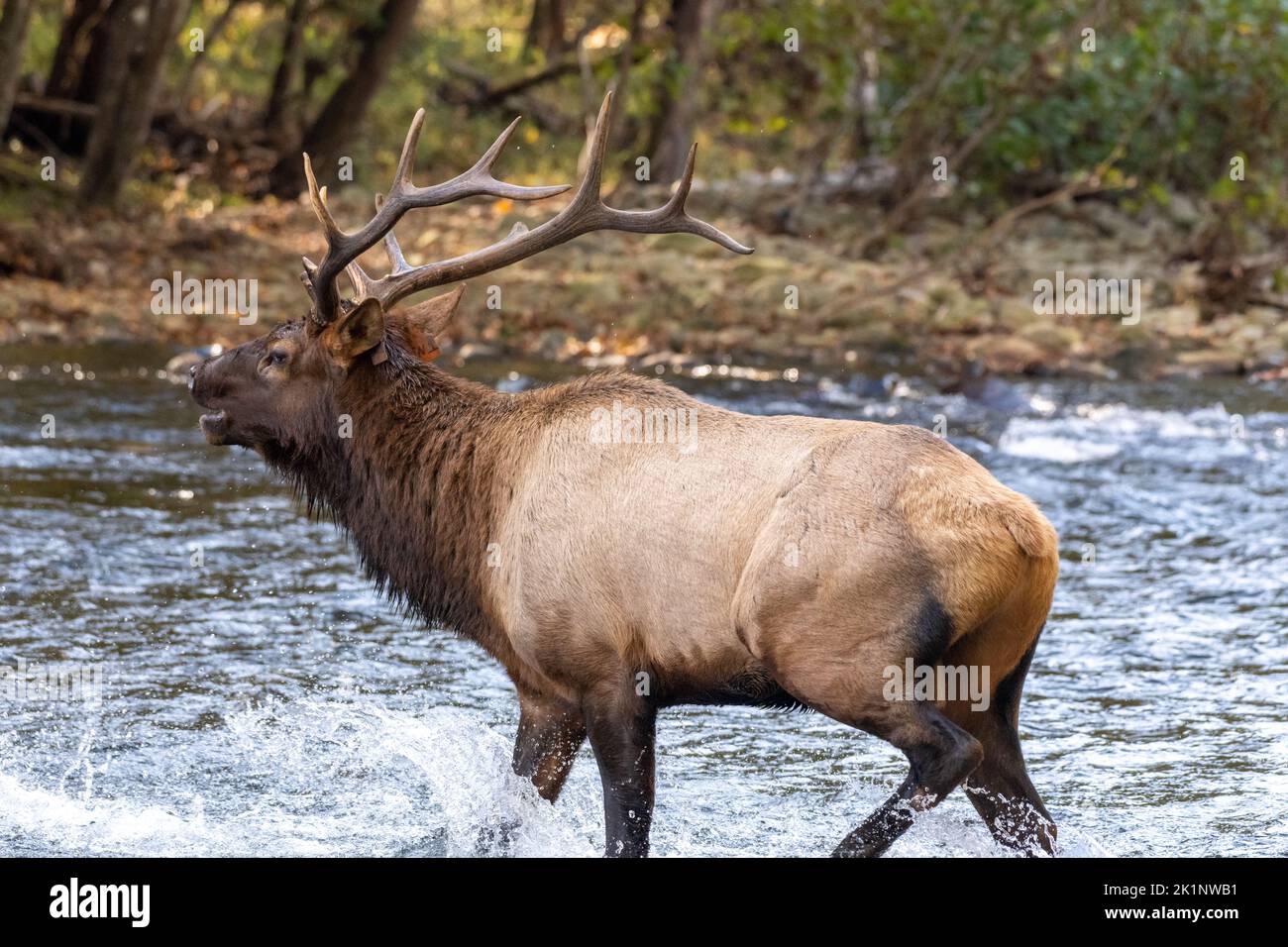 Bugling Elk Splashes Through River Stock Photo - Alamy