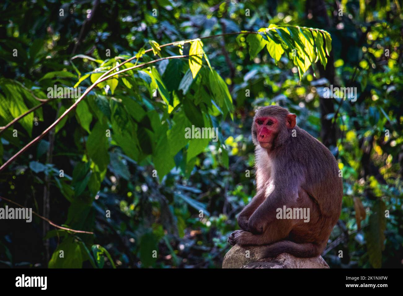 A monkey sits alone on a concrete pillar in a safari park Stock Photo ...