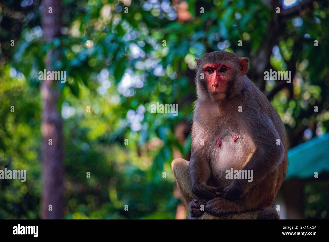 Monkey looking lens hi-res stock photography and images - Alamy