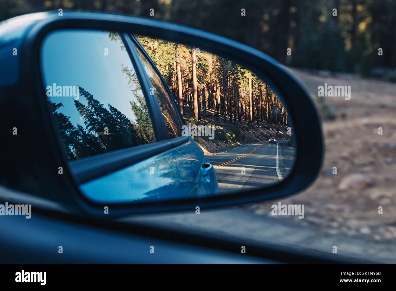 Green pine trees reflecting side mirror rear view, road trip, outdoor ...