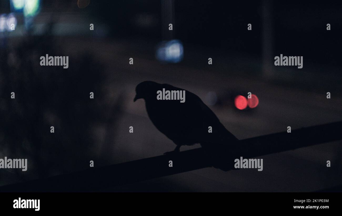 Brooding noir pigeon Stock Photo - Alamy