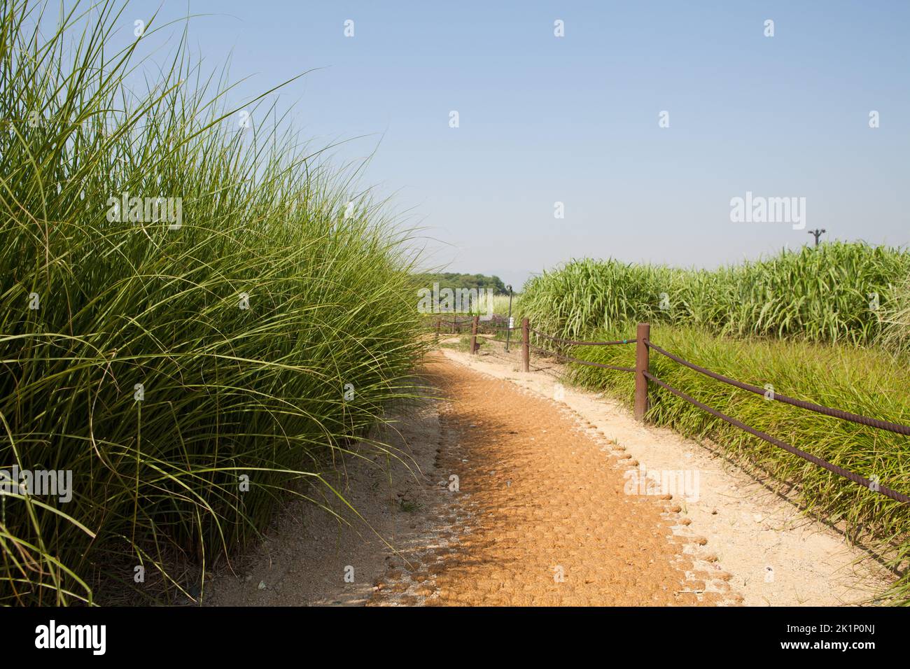 a walking path through the grass Stock Photo - Alamy